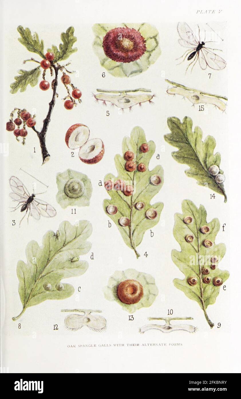 Pink leaf galls hi-res stock photography and images - Alamy