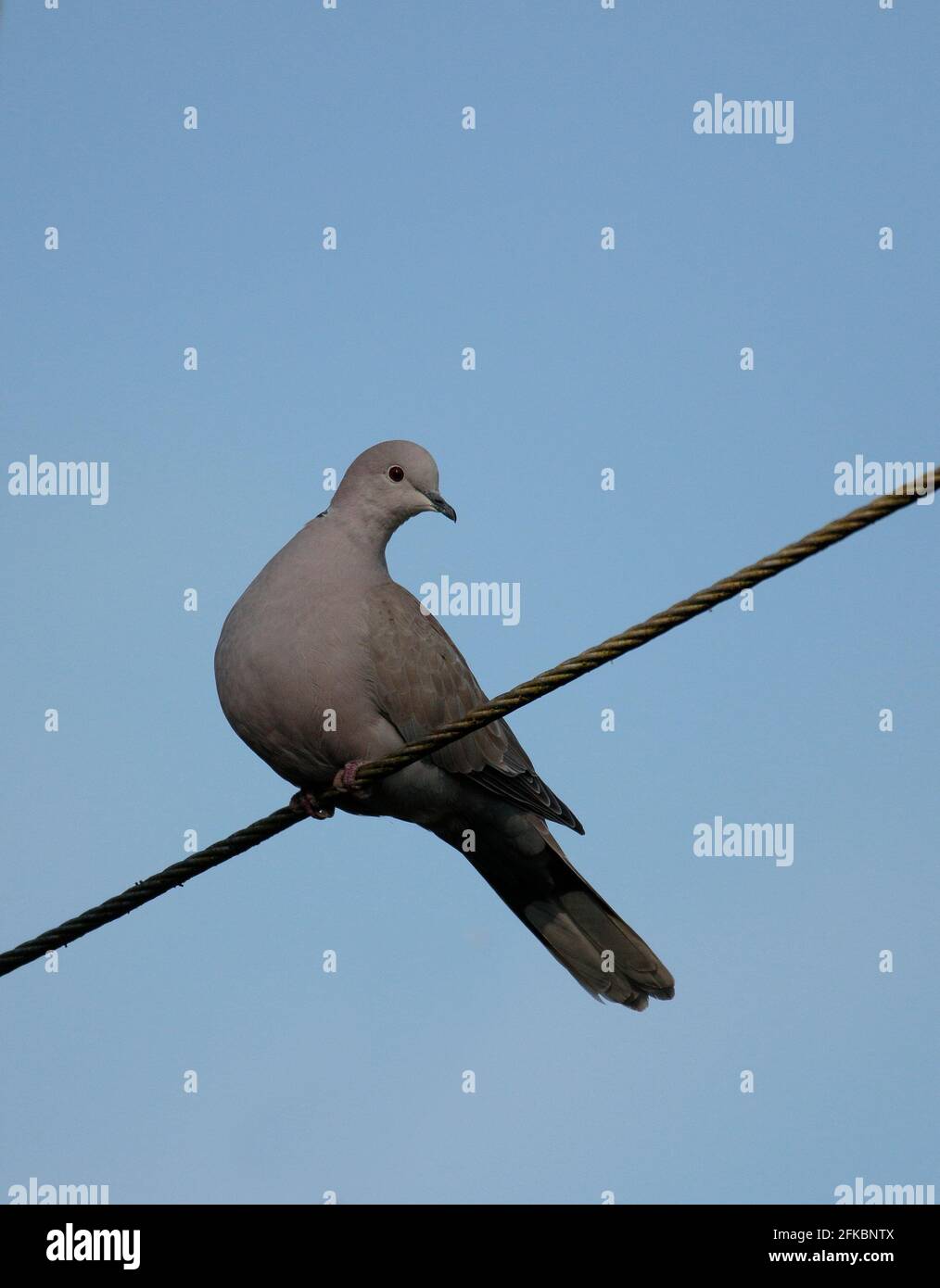 Red collared doves hi-res stock photography and images - Alamy