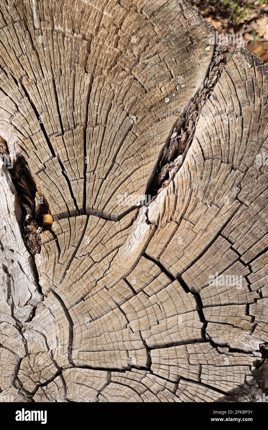 Wooden cross section . Abstract wood texture background Stock Photo - Alamy