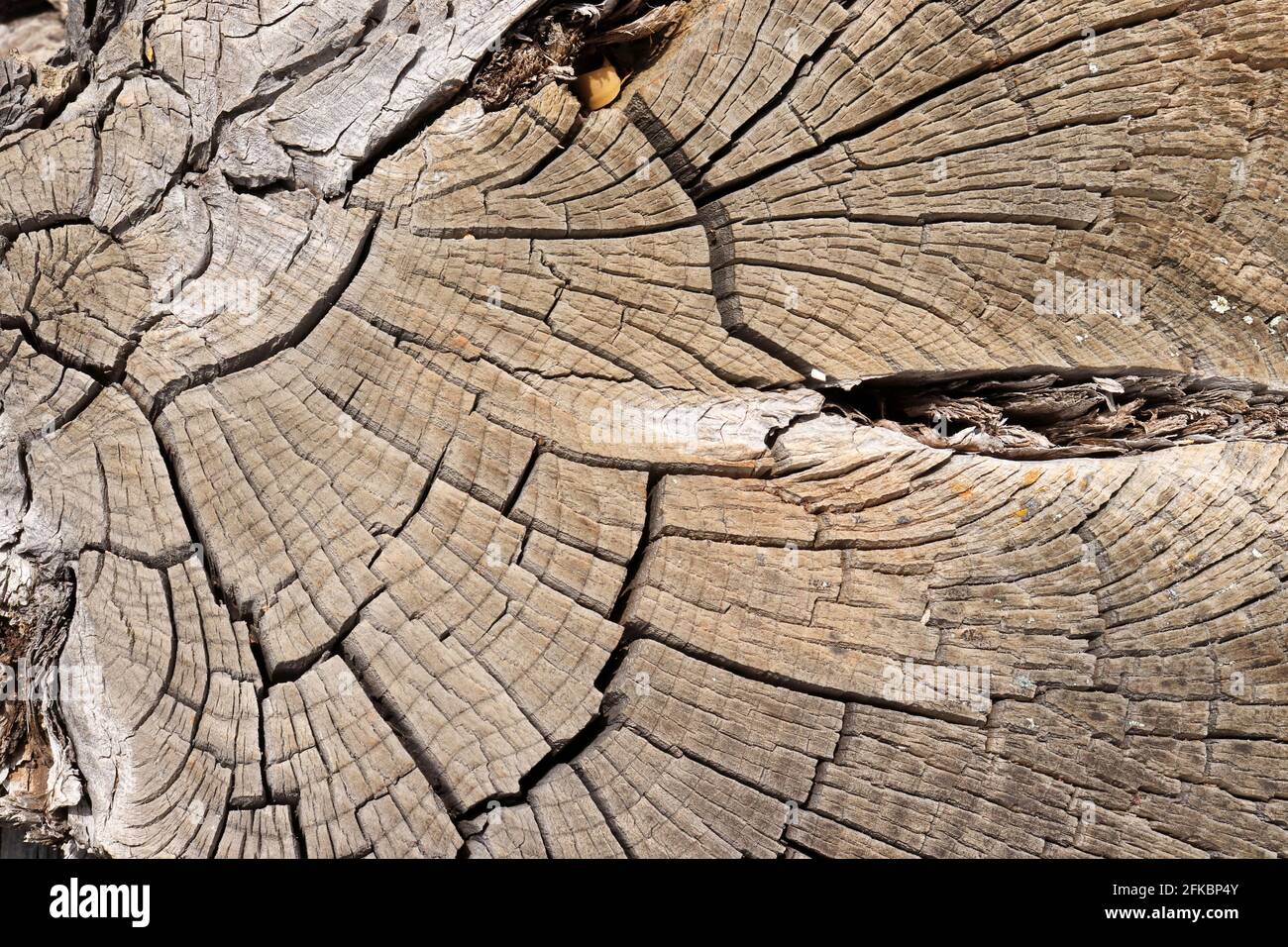 Wooden cross section . Abstract wood texture background Stock Photo - Alamy