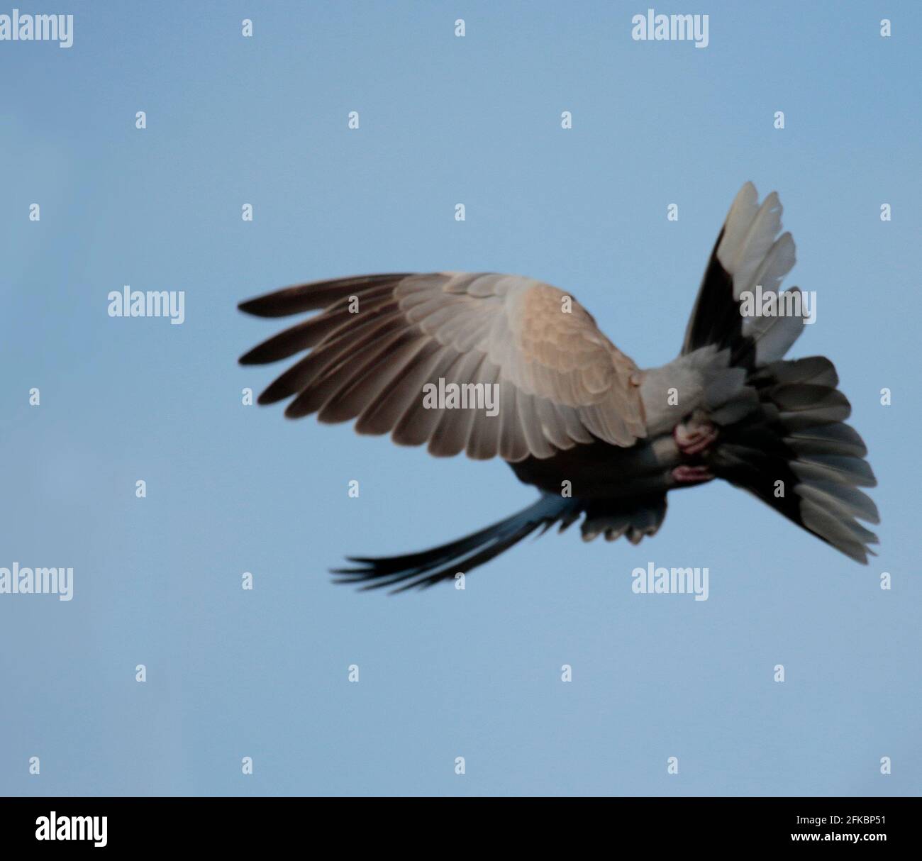 Colourful dove hi-res stock photography and images - Alamy