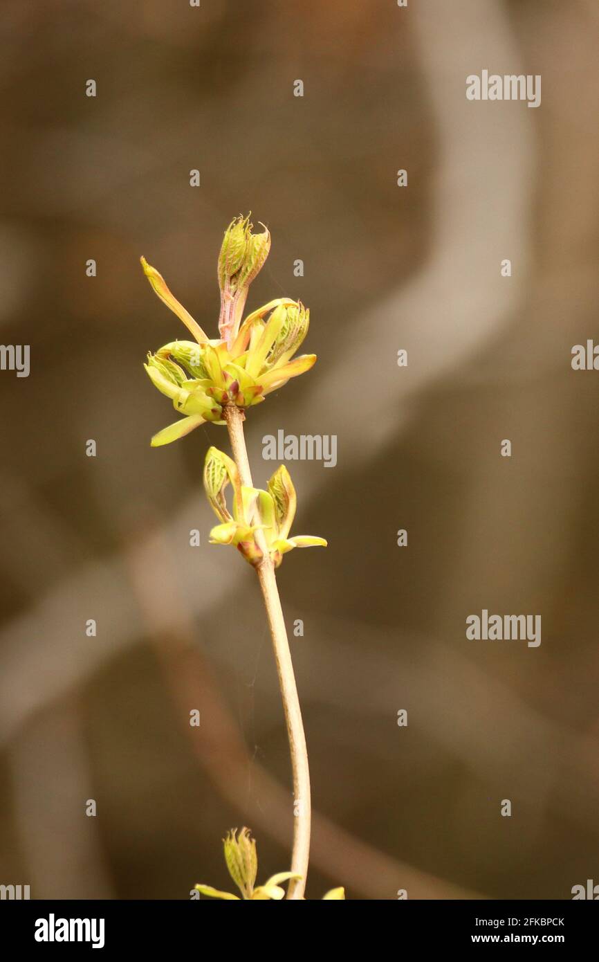 close of a maple shoot on a twig Stock Photo - Alamy