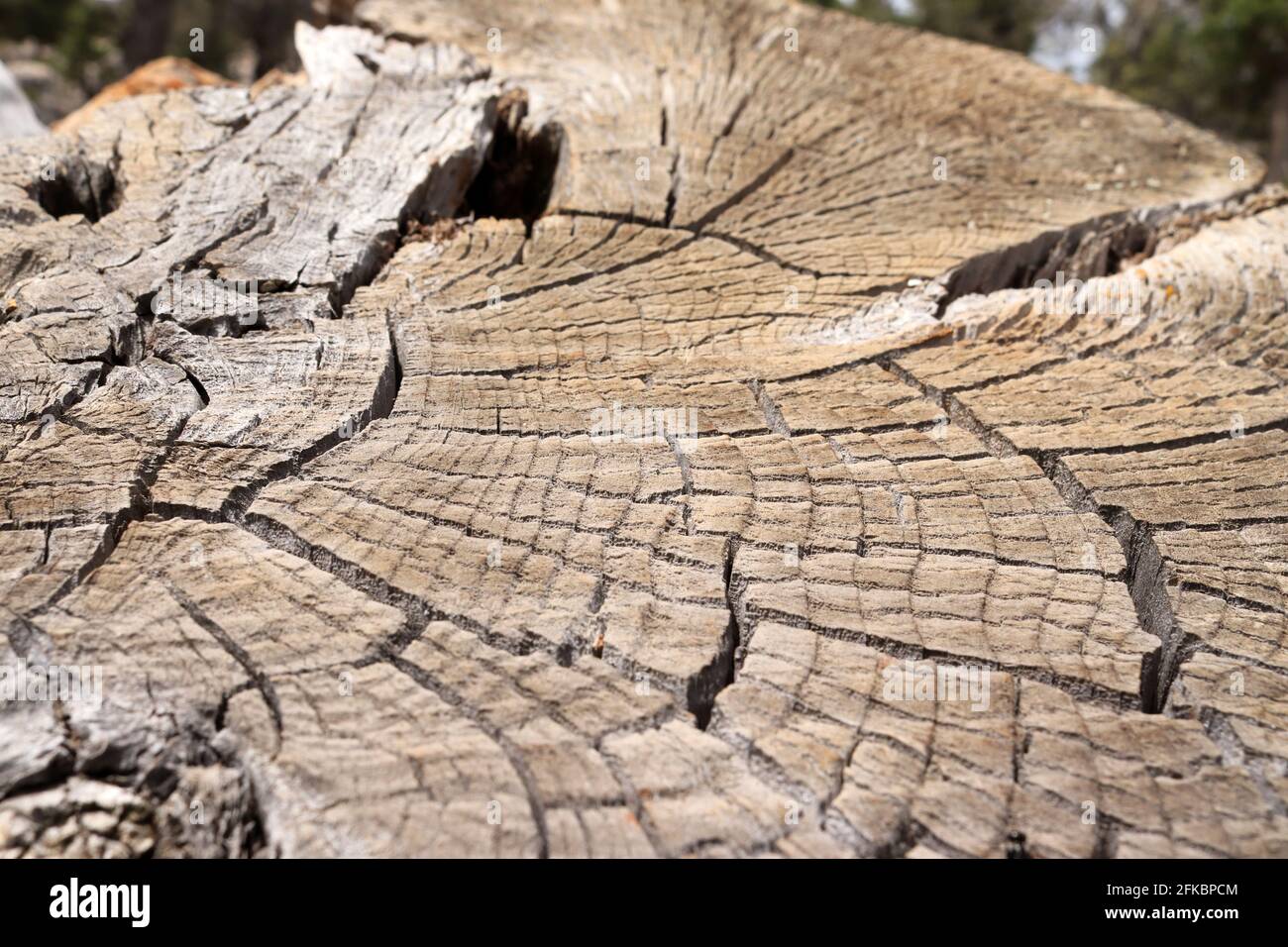Wooden cross section . Abstract wood texture background Stock Photo - Alamy