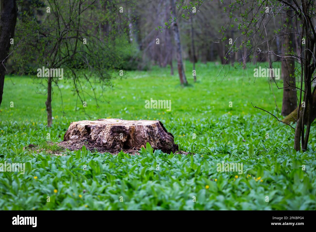 A trunk of an old, felled tree sticking out from the carpet of a lily ...