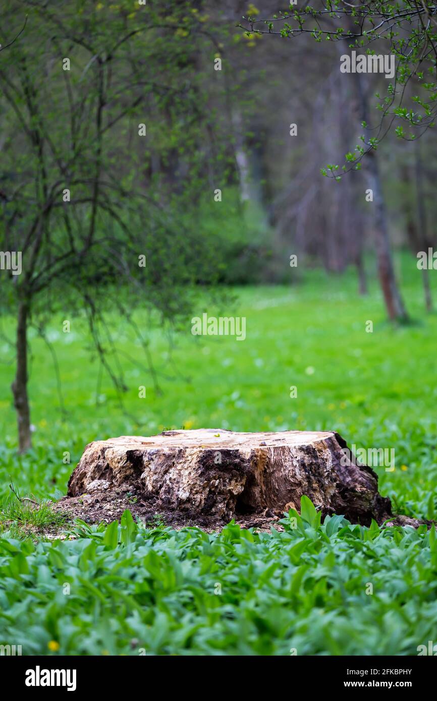 A trunk of an old, felled tree sticking out from the carpet of a lily ...