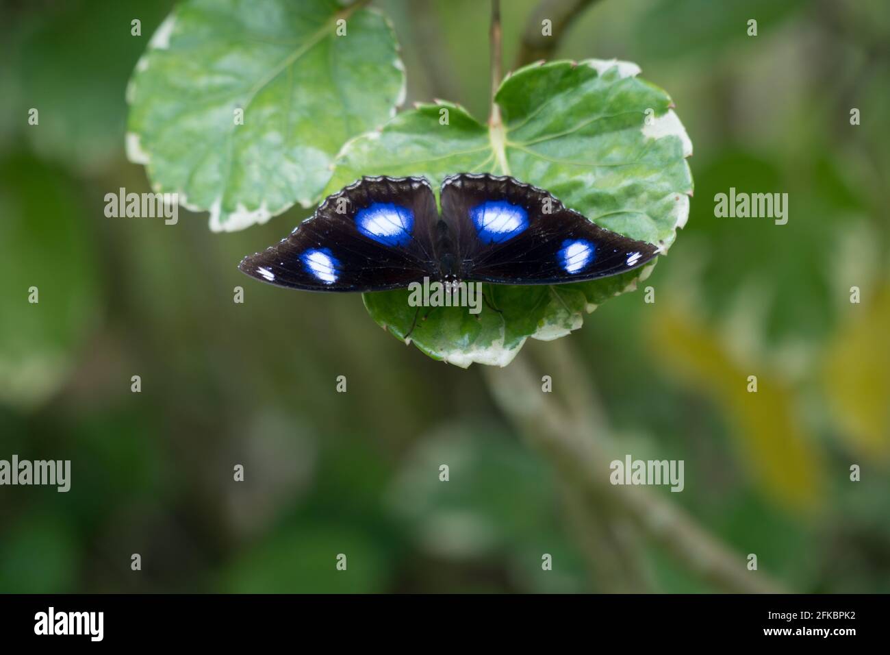 A Blue moon butterfly (Hypolimnas bolina), resting on a leaf in the ...
