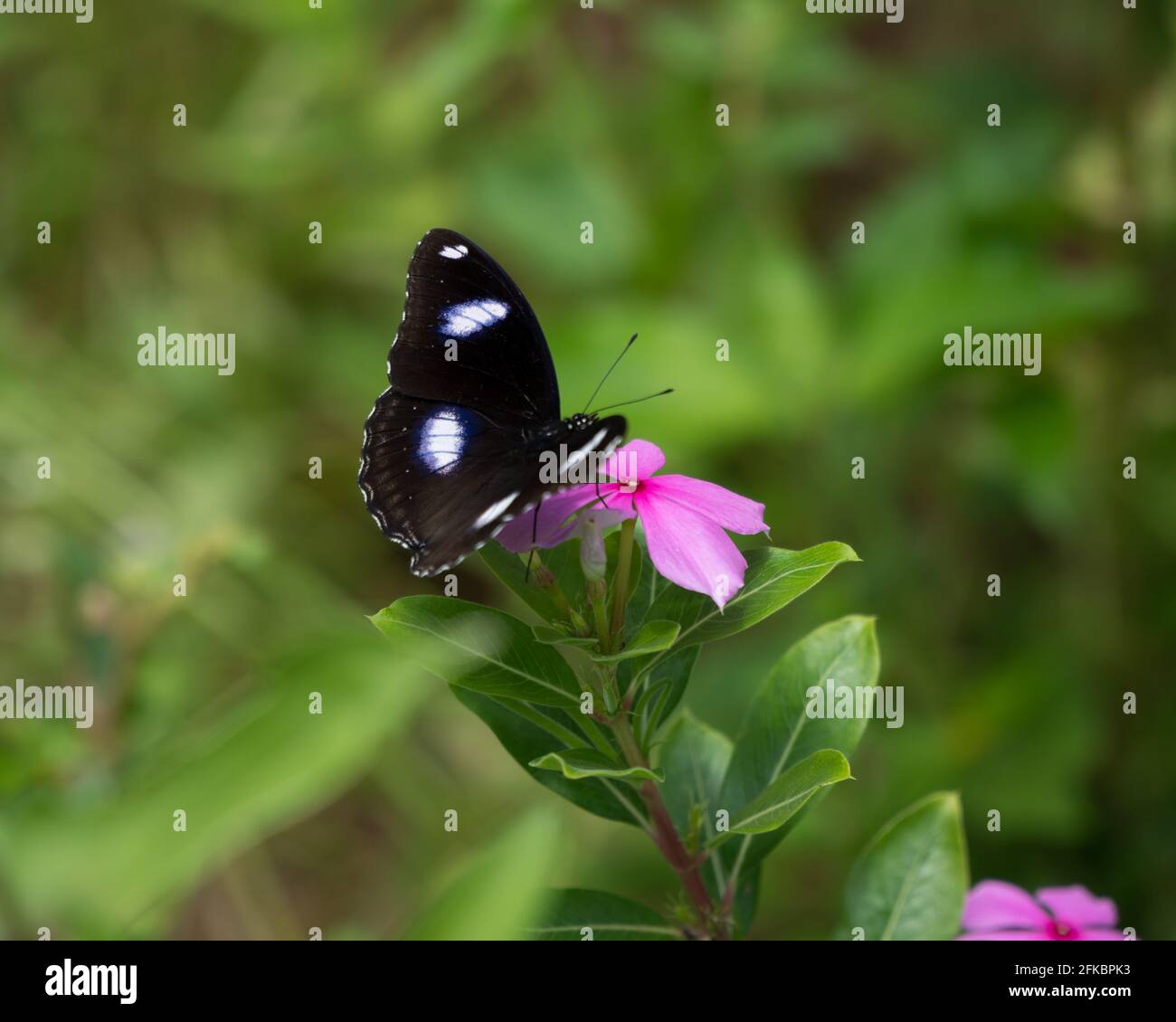 A Blue moon butterfly (Hypolimnas bolina), resting on a periwinkle ...