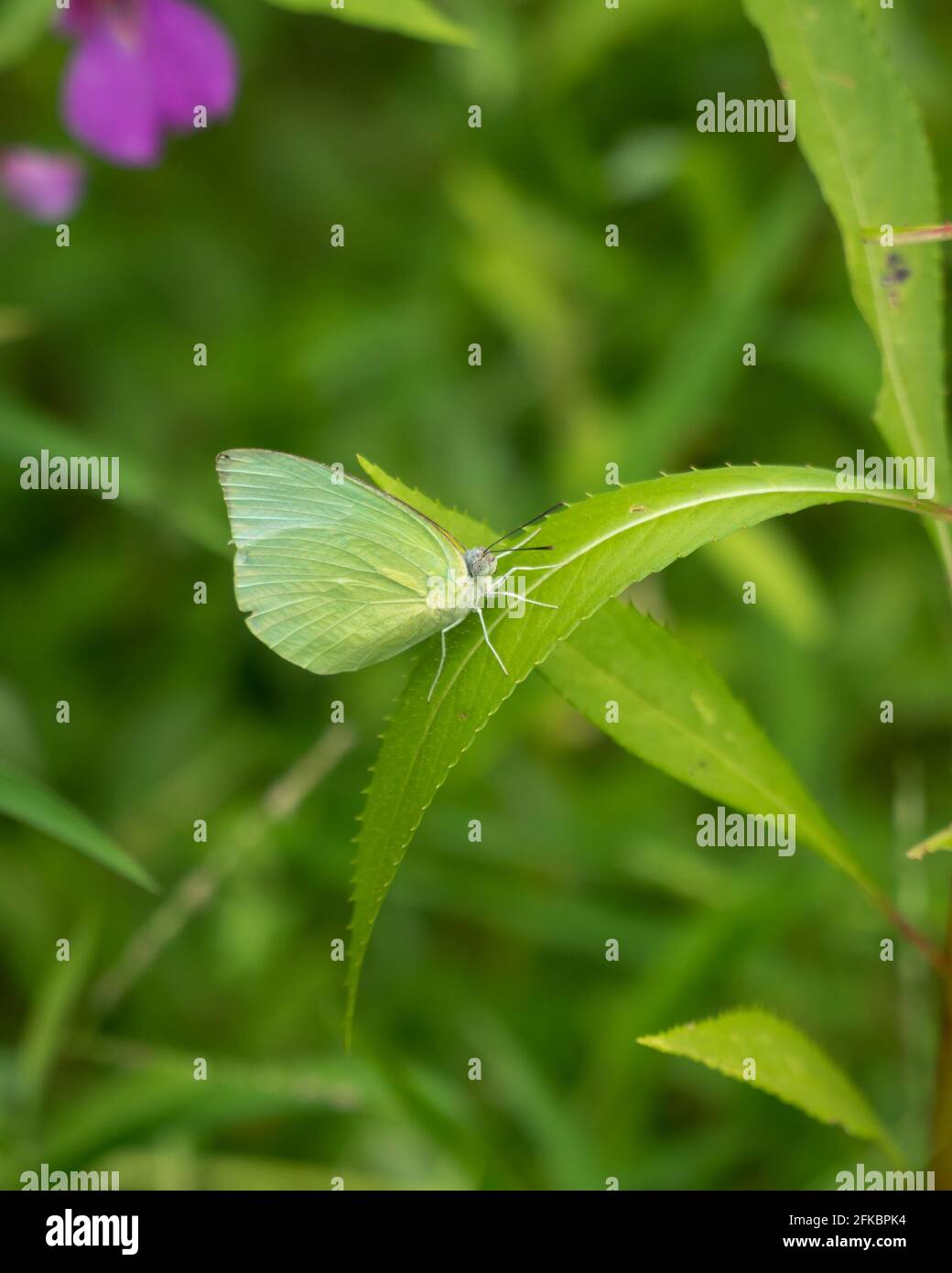 Indian common emigrant hi-res stock photography and images - Alamy