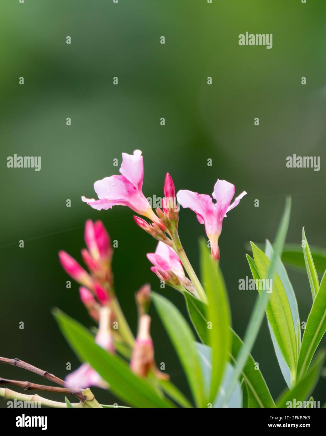 Selective focus on the beautiful bloom of Oleander flowers (Nerium ...