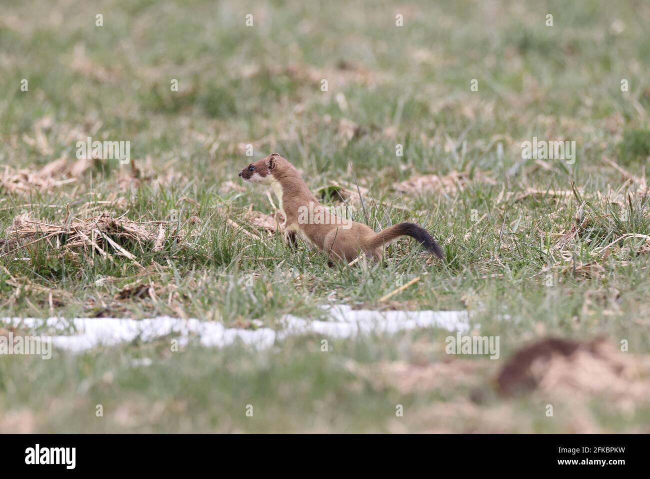 Stoat hunt hi-res stock photography and images - Alamy