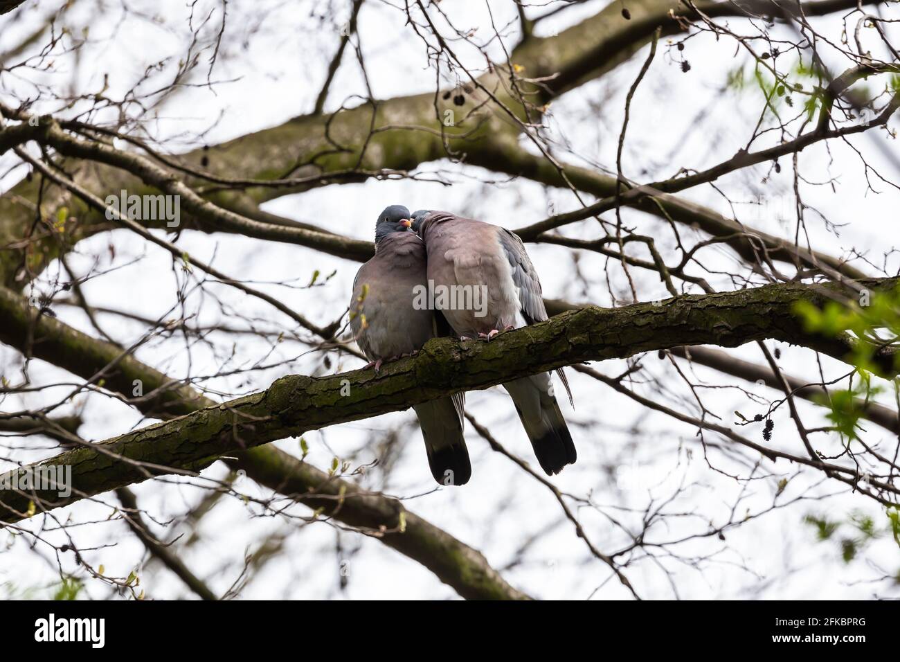 Hugging and kissing pigeons on a branch Stock Photo - Alamy