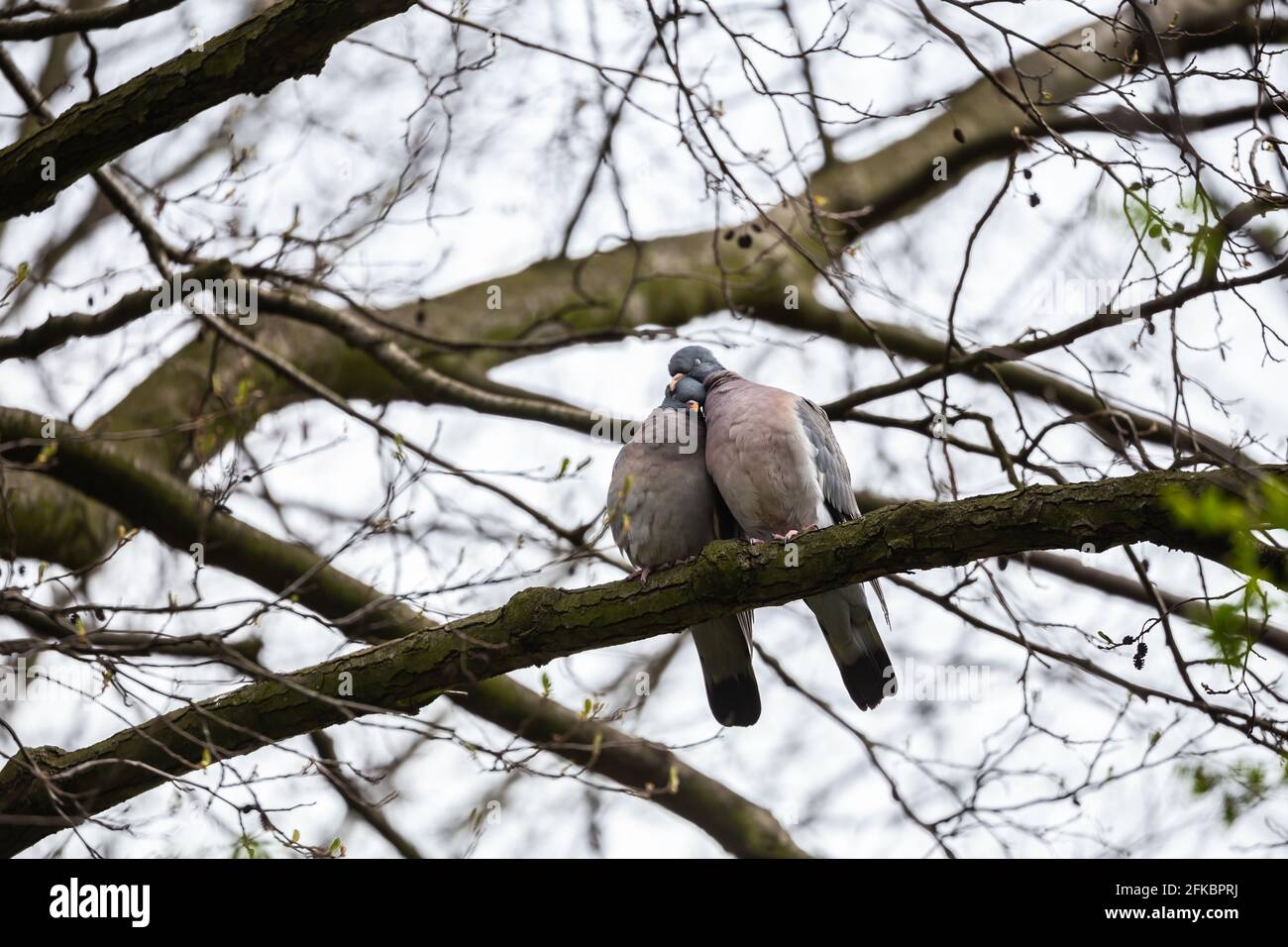 Hugging and kissing pigeons on a branch Stock Photo - Alamy