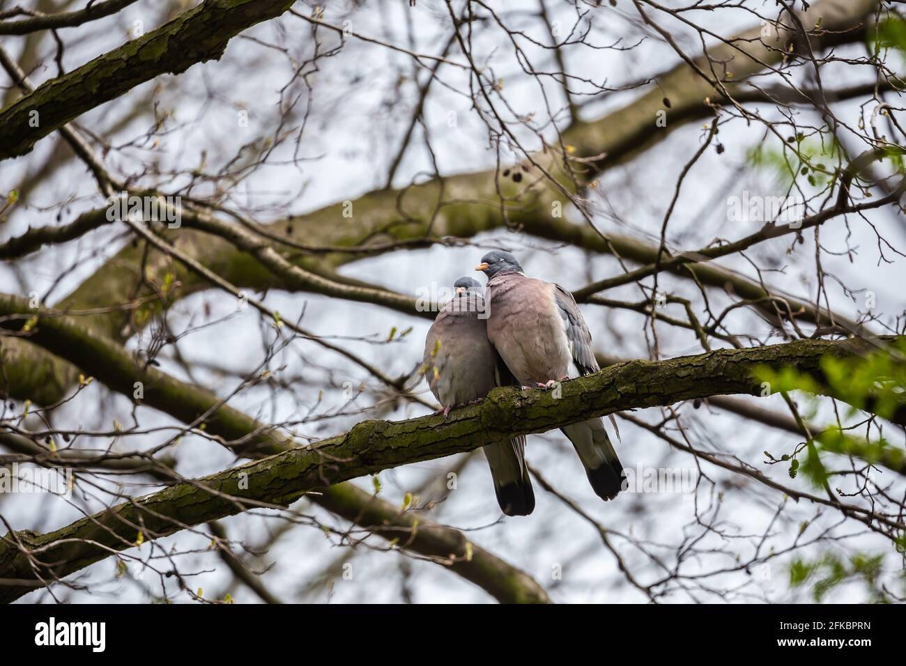 Hugging and kissing pigeons on a branch Stock Photo - Alamy