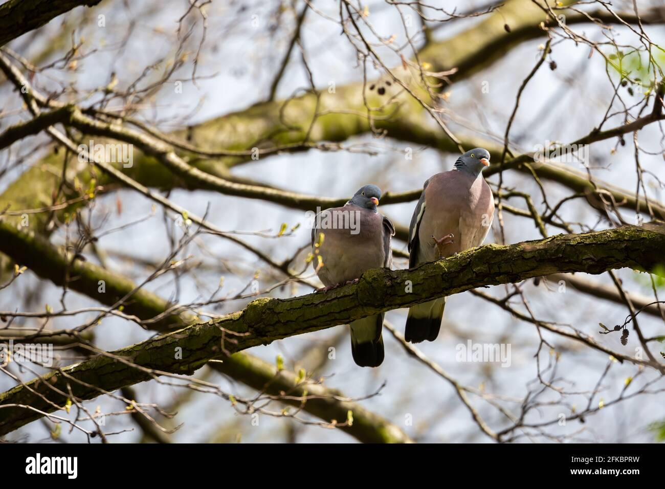 Hugging and kissing pigeons on a branch Stock Photo - Alamy