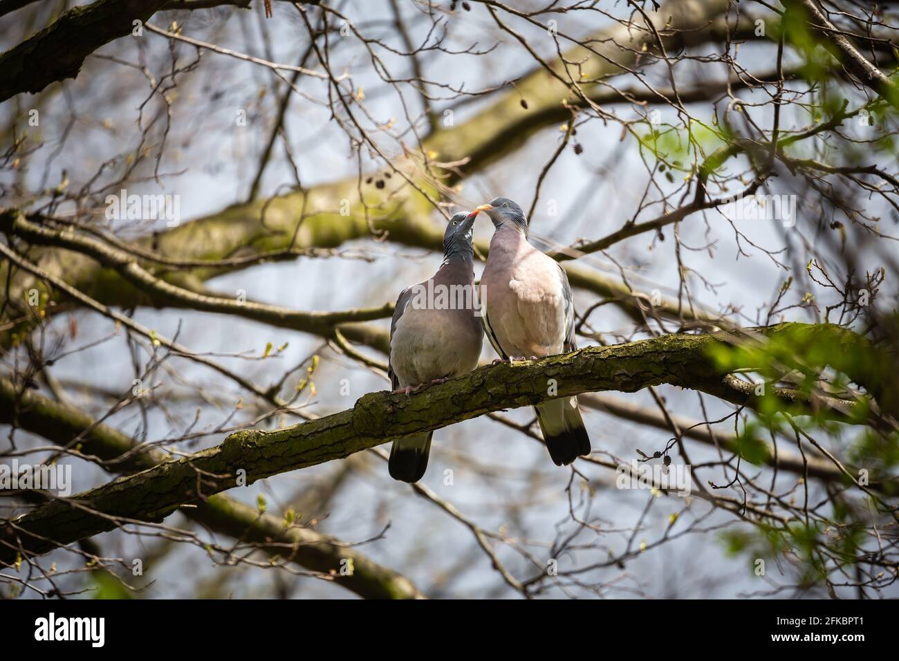 Hugging and kissing pigeons on a branch Stock Photo - Alamy
