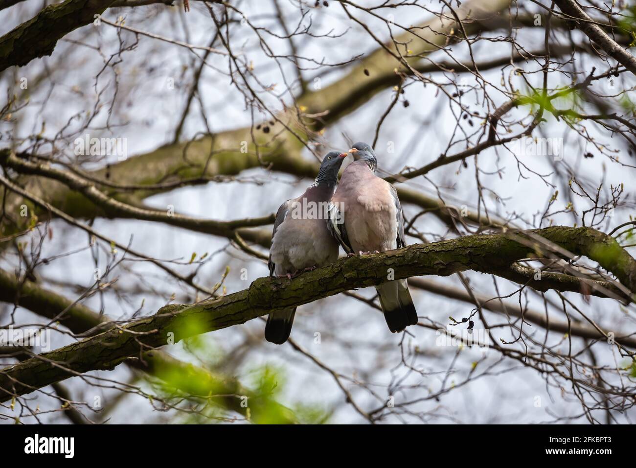 Hugging and kissing pigeons on a branch Stock Photo - Alamy