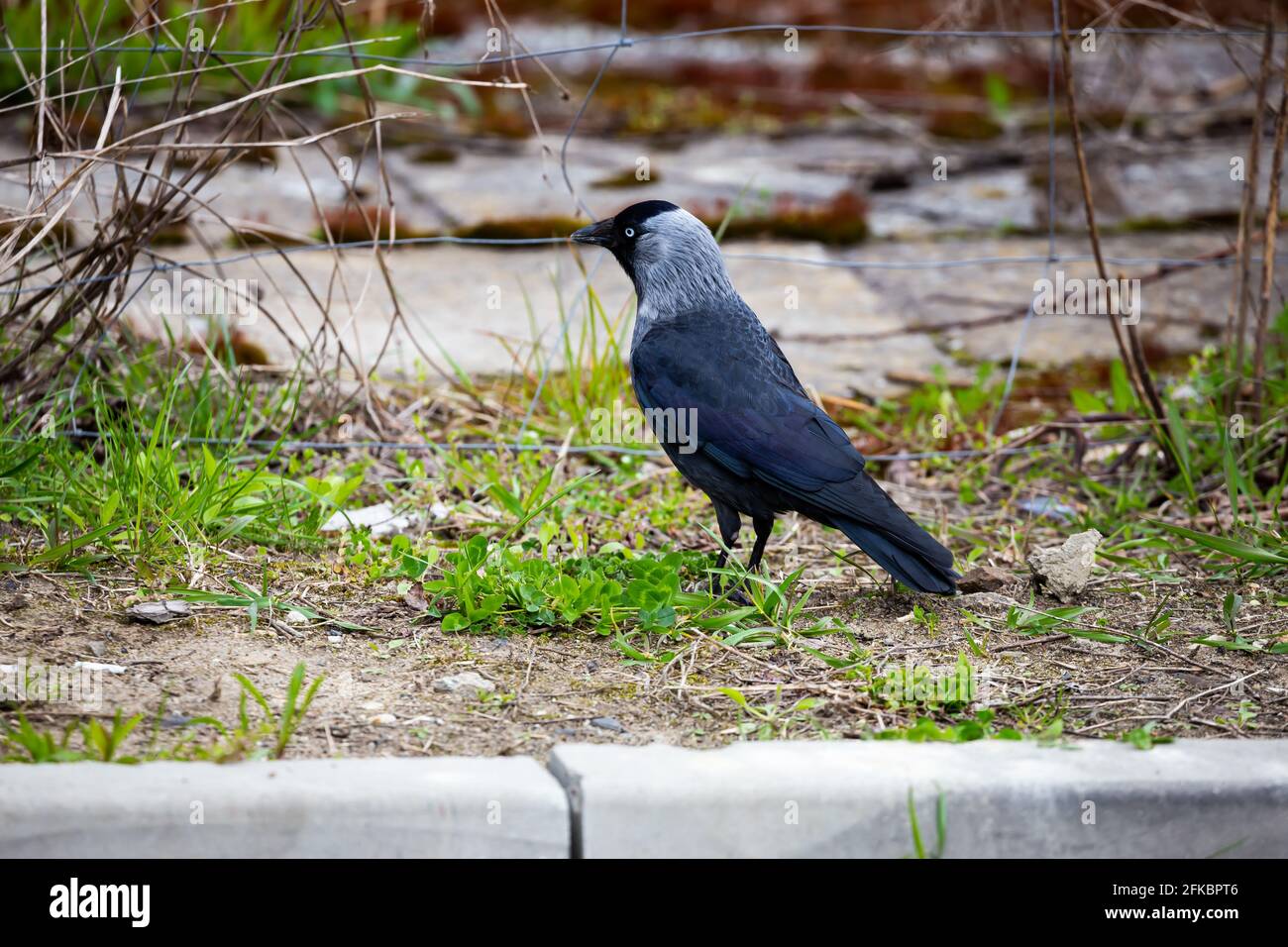Jackdaw walking on the ground looking for food in the city. Made on a ...