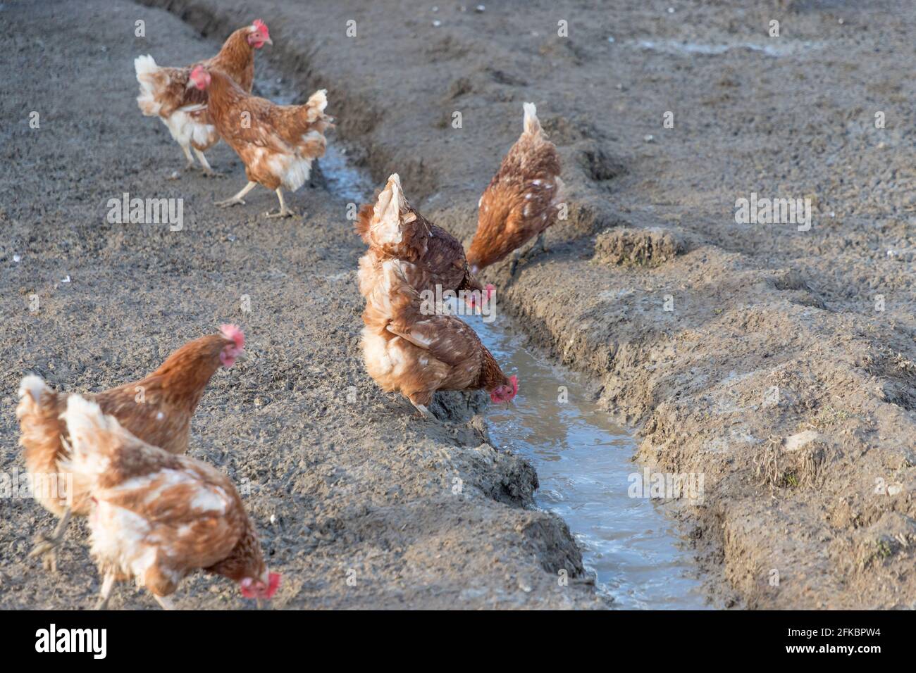 Brown chickens live outdoors at bio poultry farm dirt mud. Rural ...
