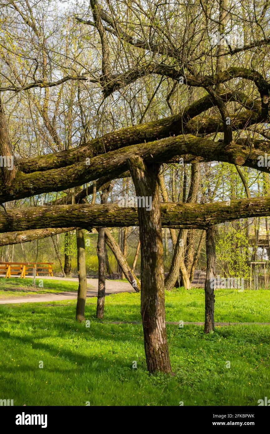 Tree branch support hi-res stock photography and images - Alamy