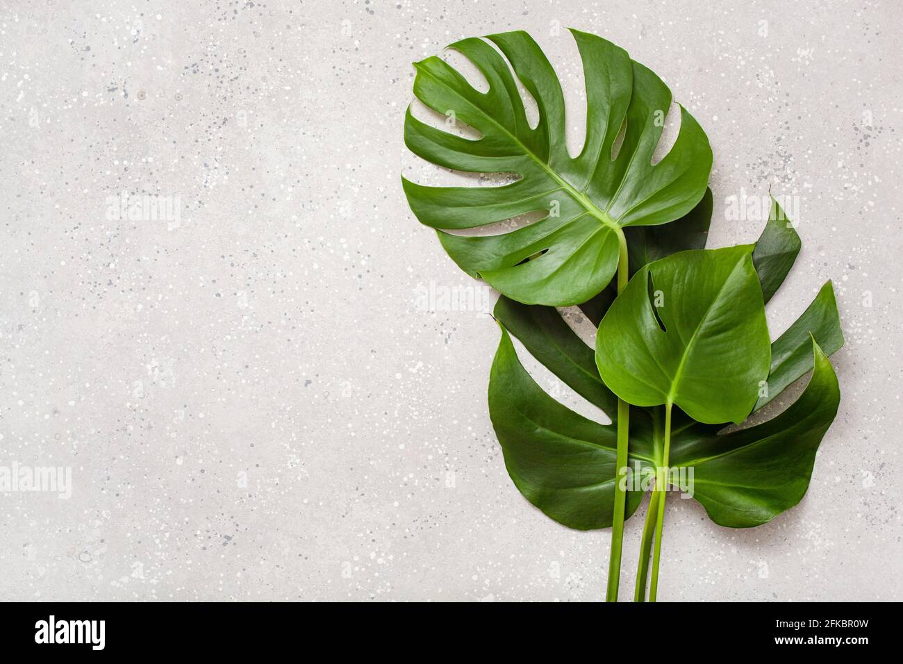 Lush monstera leaf hi-res stock photography and images - Alamy