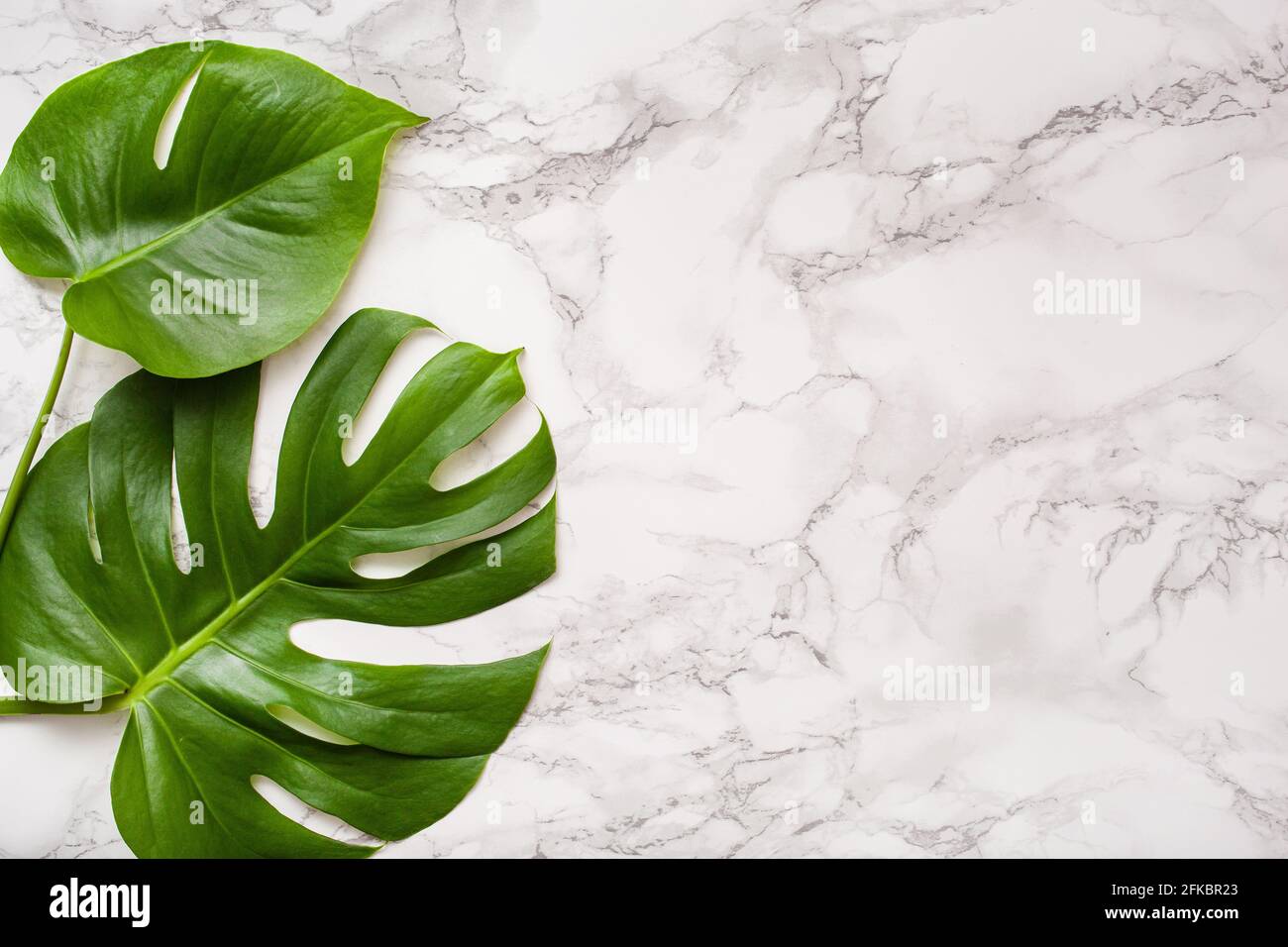 monstera leaf tropical plant on marble background Stock Photo - Alamy