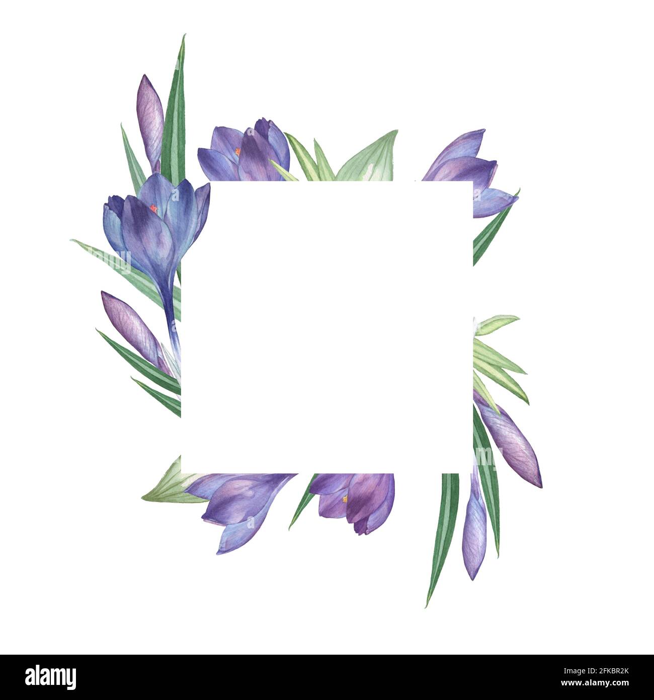 Crocus 2. Watercolor Floral frame. Watercolor illustration. Hand ...