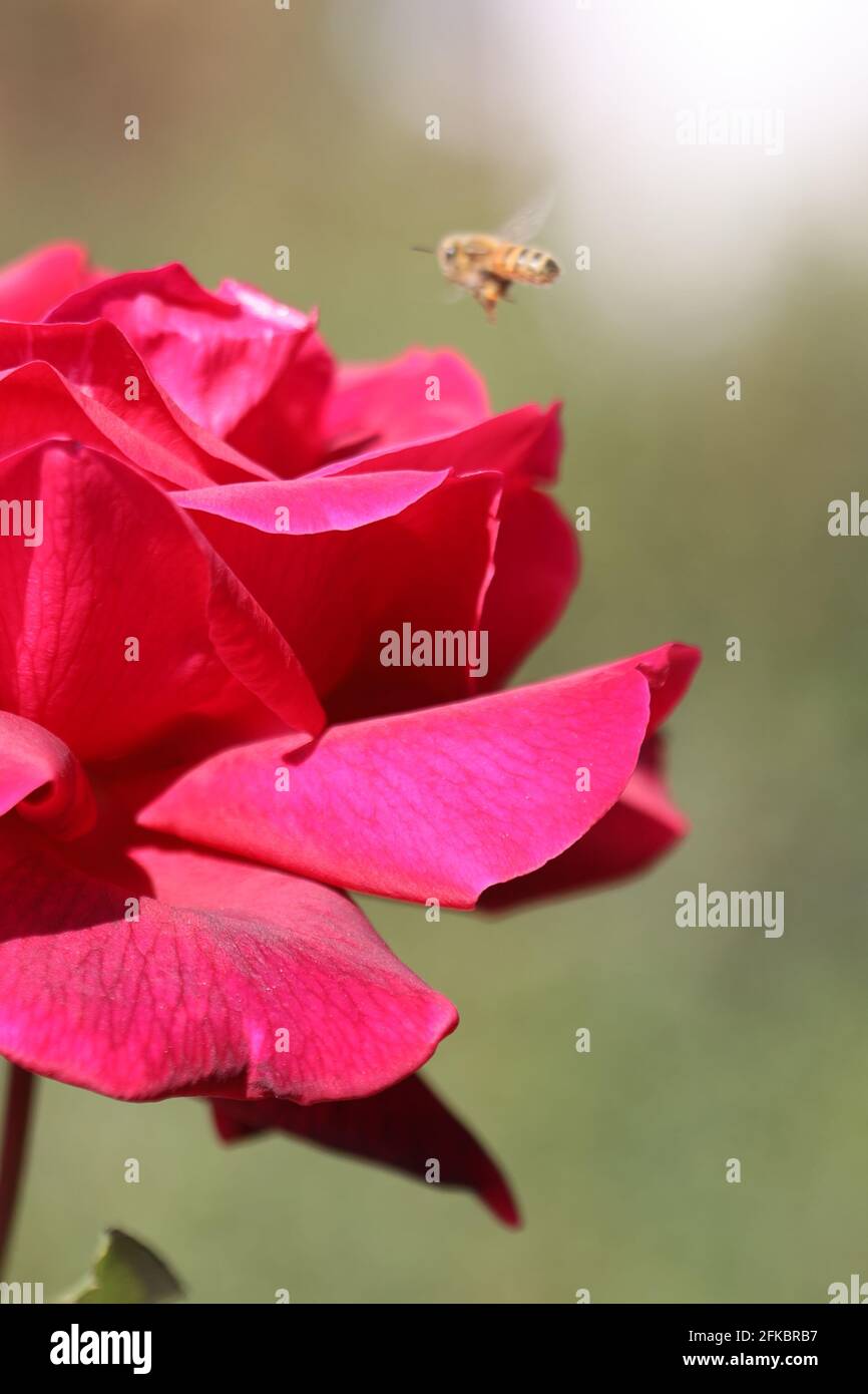 Bee about to land on a red rose Stock Photo - Alamy