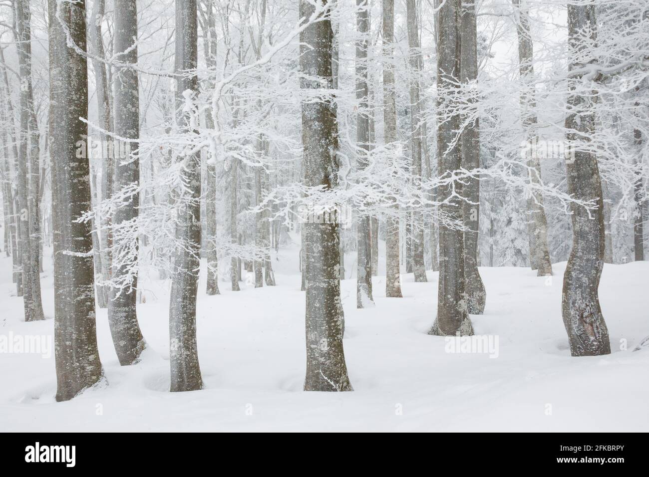 Snow covered beech tree forest in winter, Neuenburg, Switzerland ...