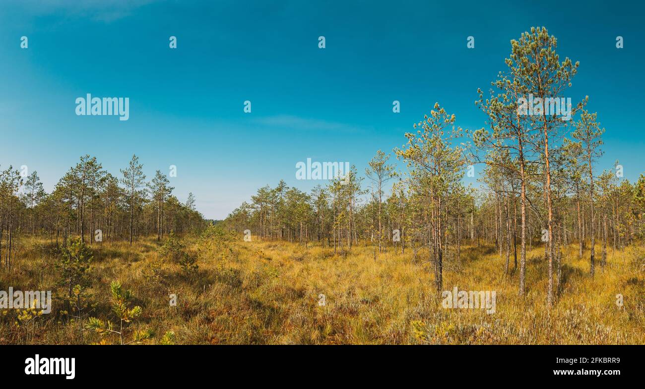 Pine Tree Growing in the swamp. Nature Of Belarus Stock Photo - Alamy