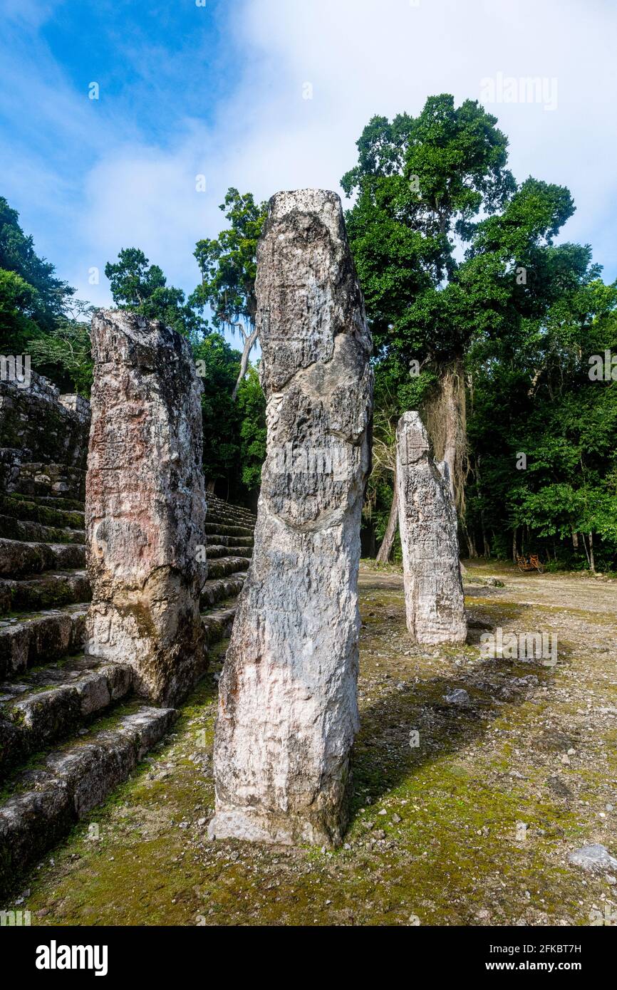 Campeche tree hi-res stock photography and images - Alamy