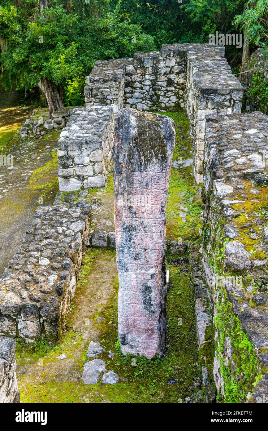 Campeche tree hi-res stock photography and images - Alamy