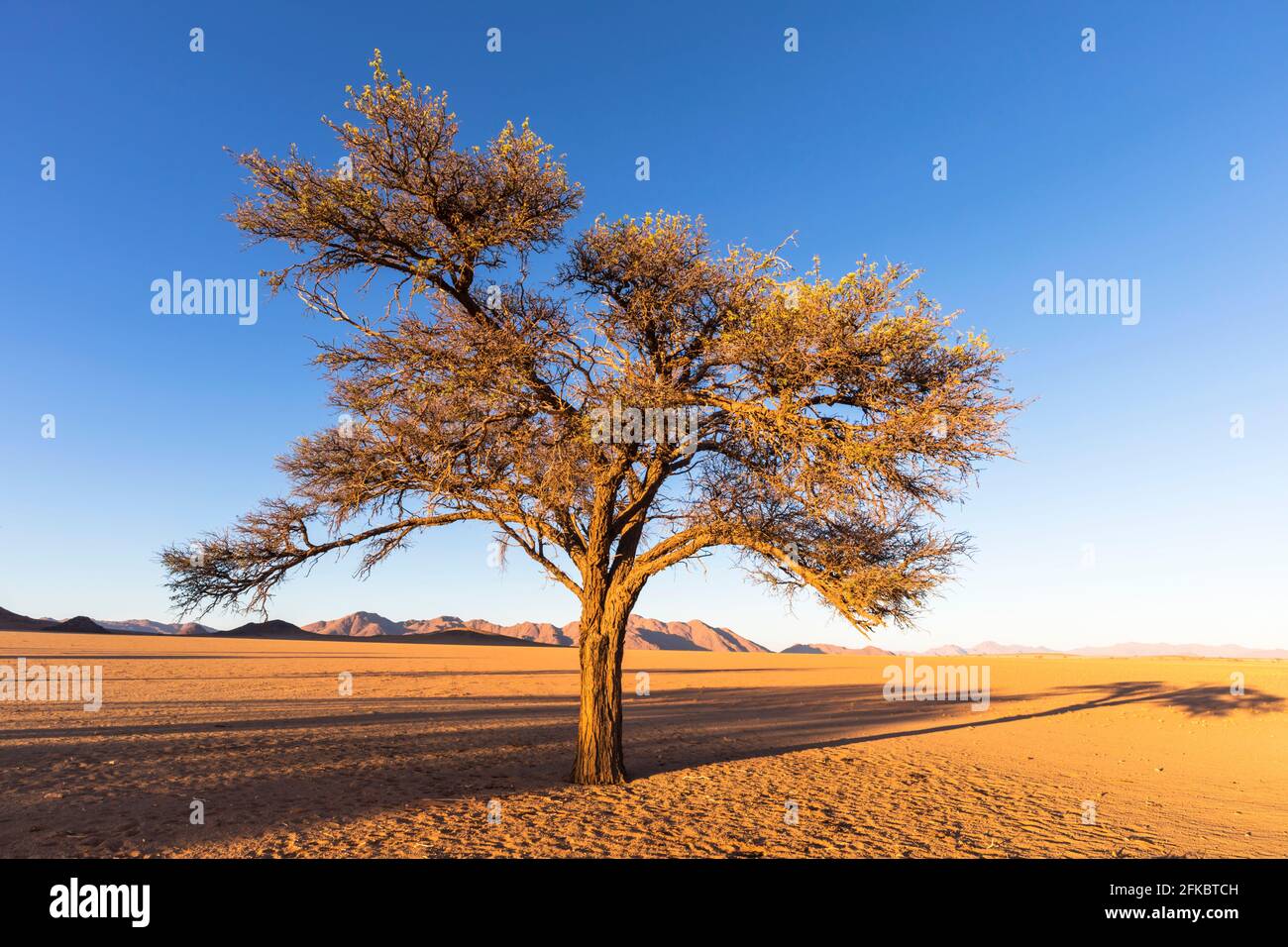 Lone camel thorn tree in Namib Desert Stock Photo - Alamy