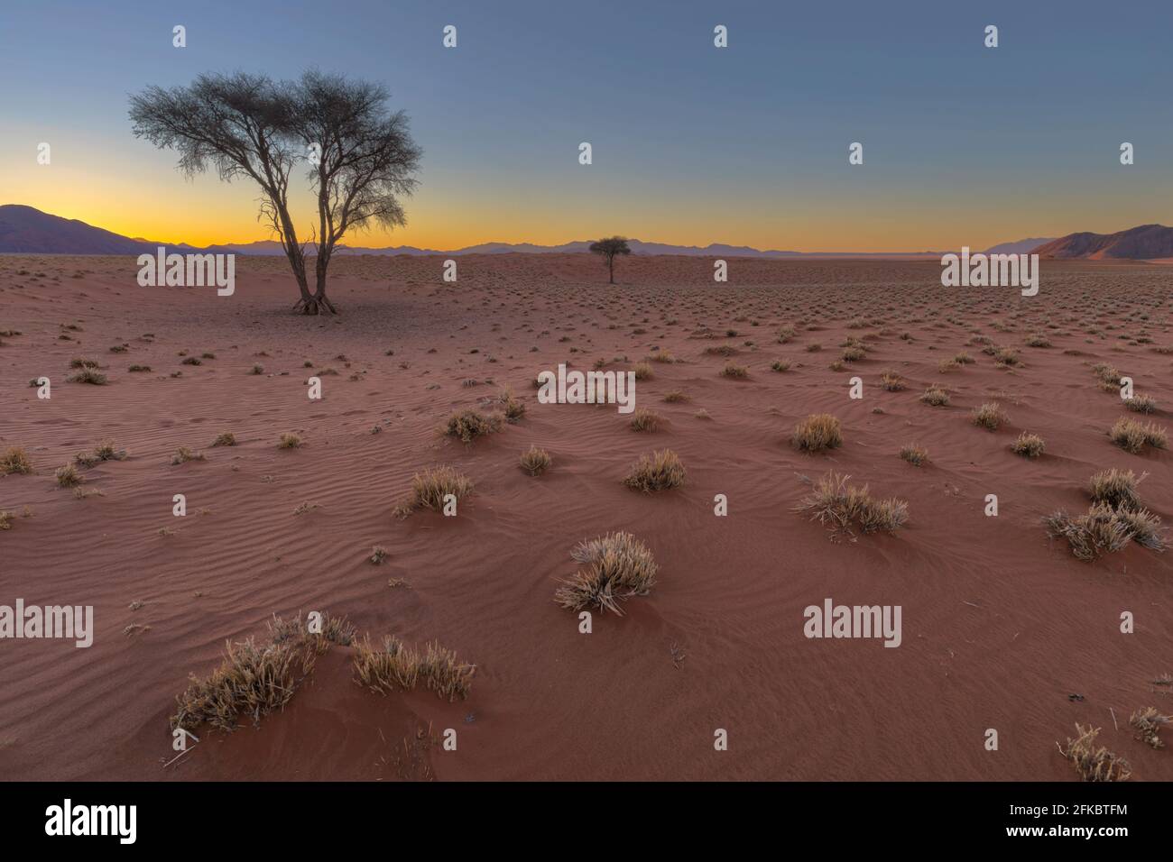 Dry grass in red sand Namib Desert Stock Photo - Alamy