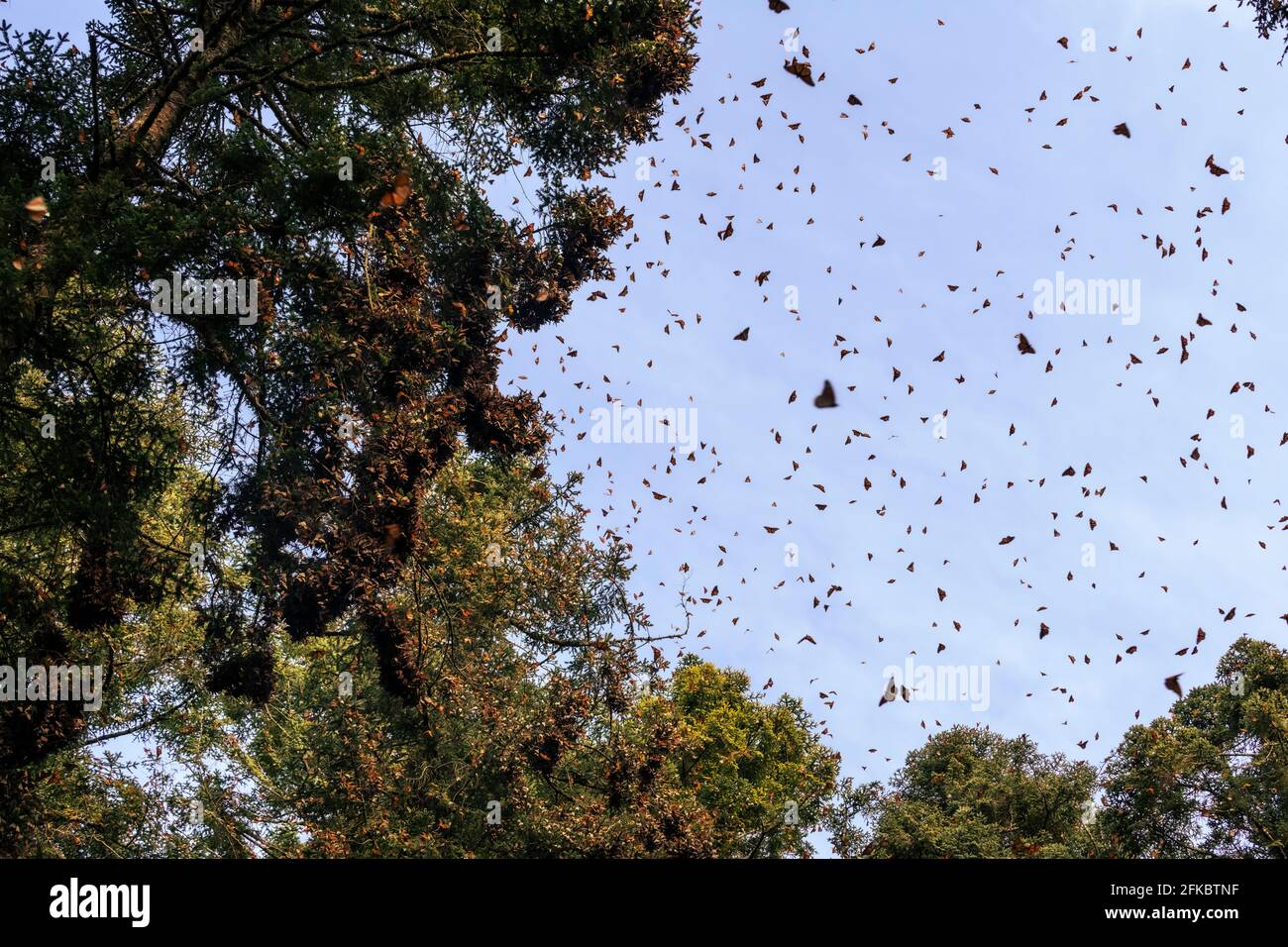 Monarch Butterfly Biosphere Reserve, UNESCO World Heritage Site, El ...