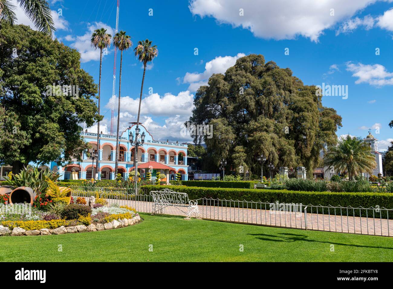 The tule tree hi-res stock photography and images - Alamy