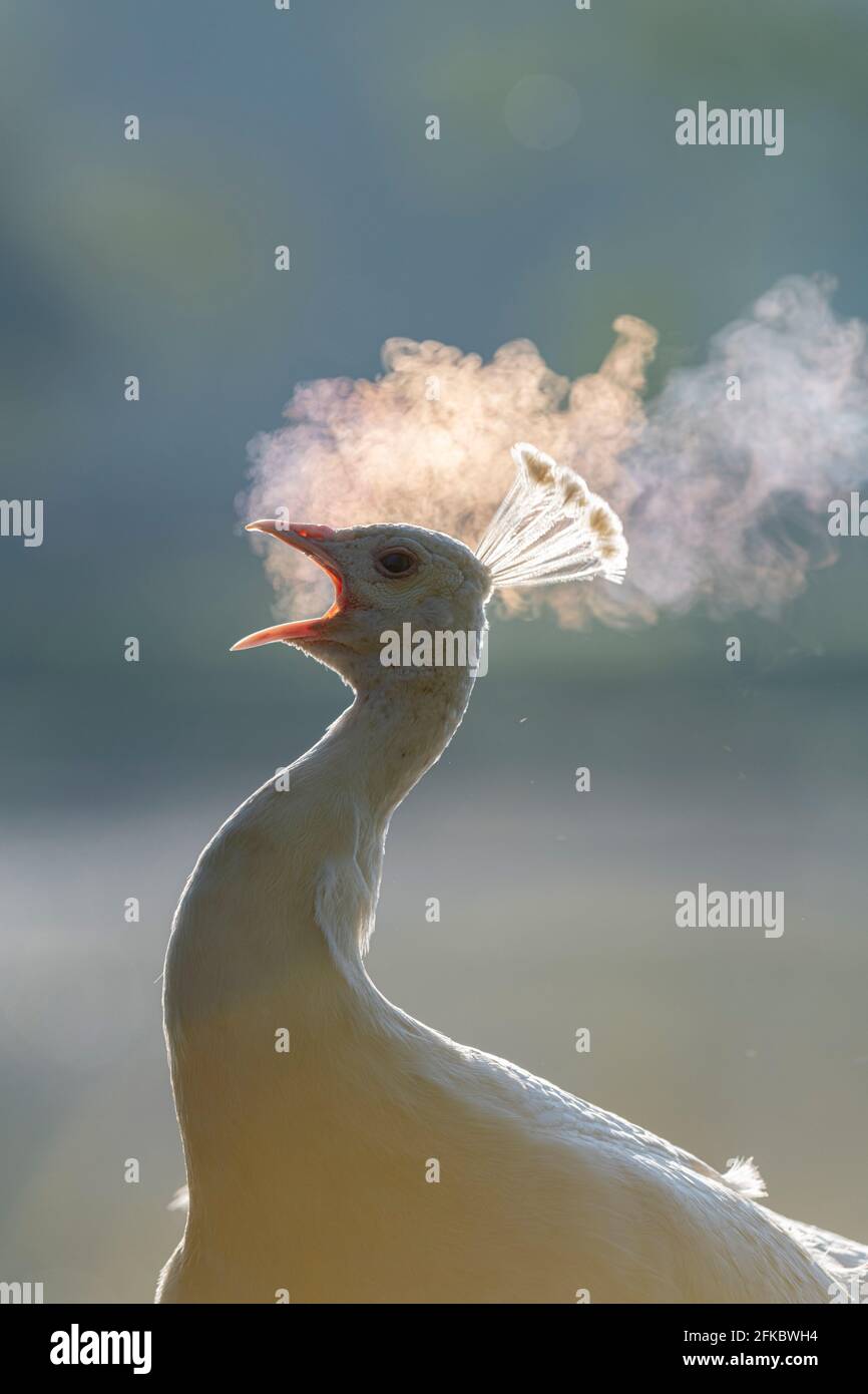 Female peacock (peahen) calling, early morning, Kent, England, United ...