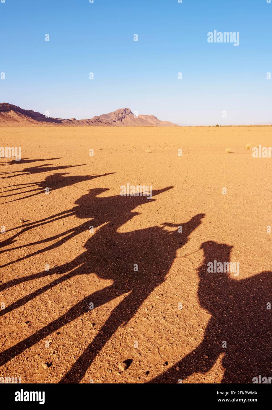 Shadows of people riding camels in a caravan at Zagora Desert, Draa ...