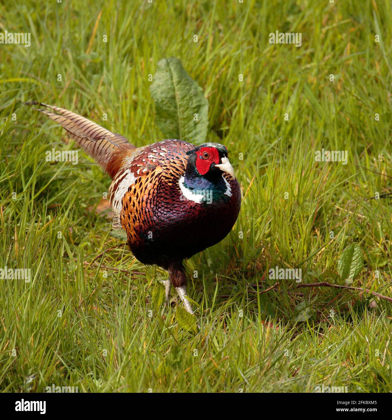 Pheasant foraging for food hi-res stock photography and images - Alamy
