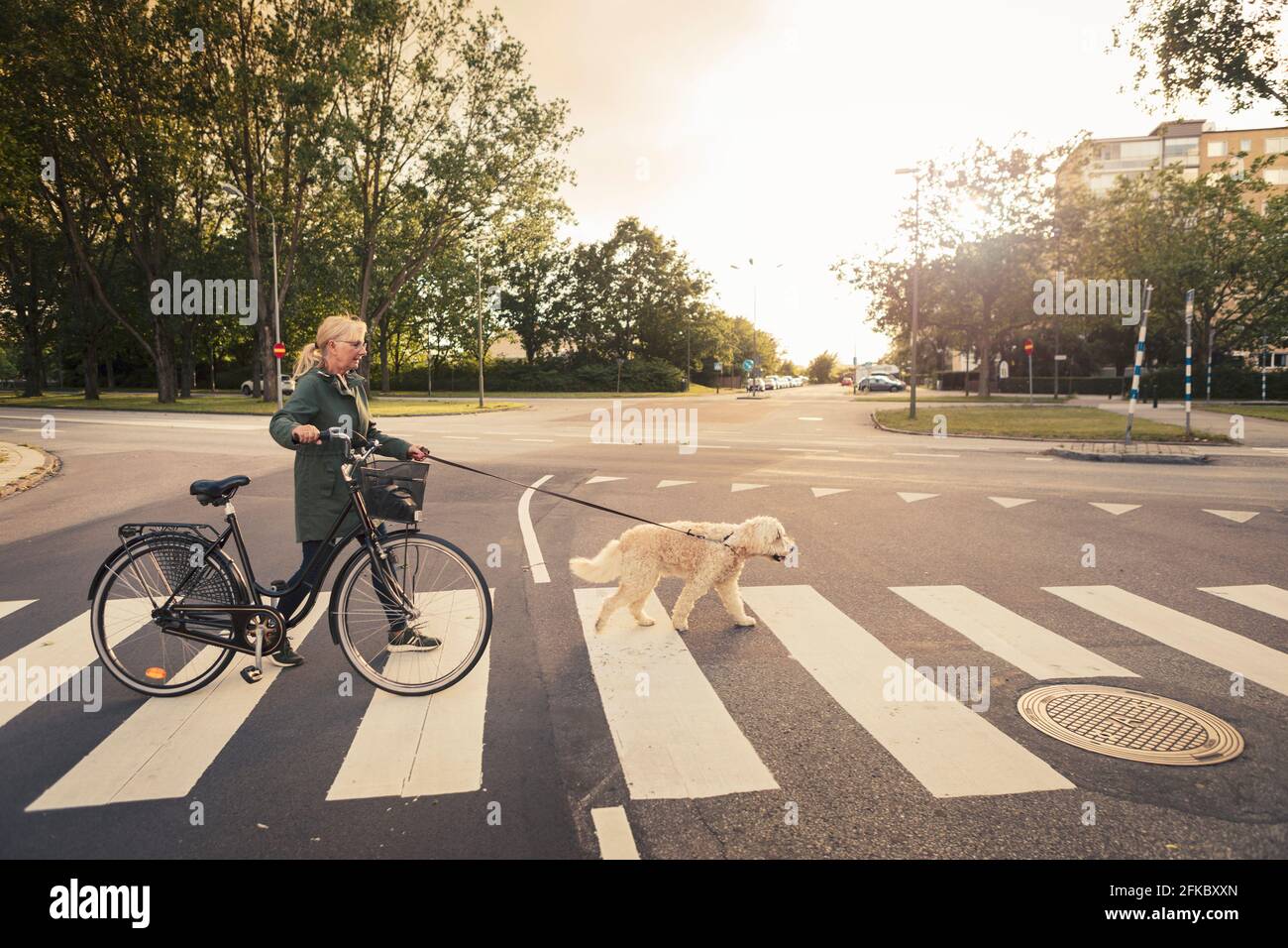 Person crossing road with dog hi-res stock photography and images - Alamy