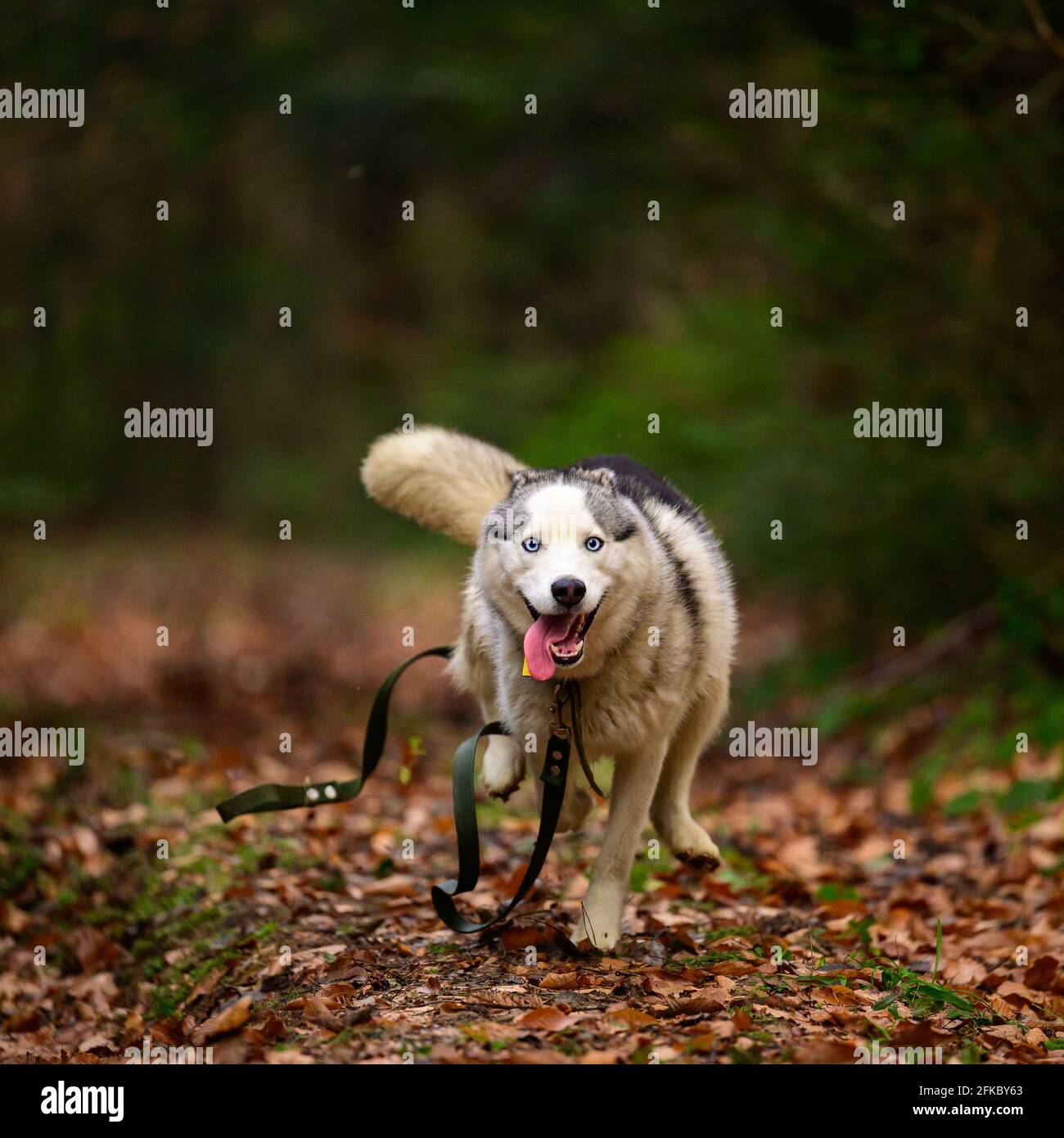 Husky jogging, morning autumn frosts on the grass, a walk with a dog ...