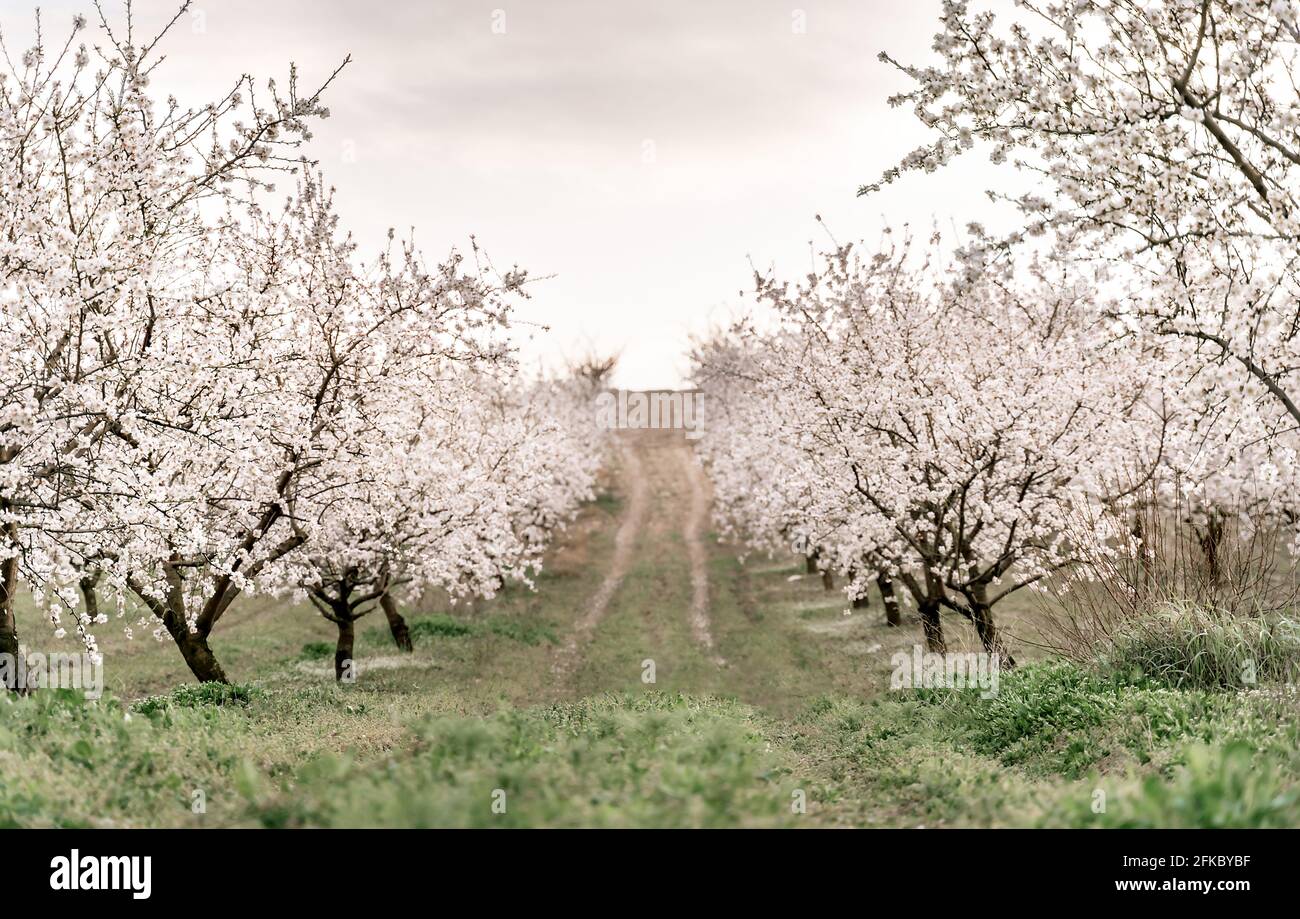 Beautiful blooming orchard at sunset. Natural backdrop for your design ...