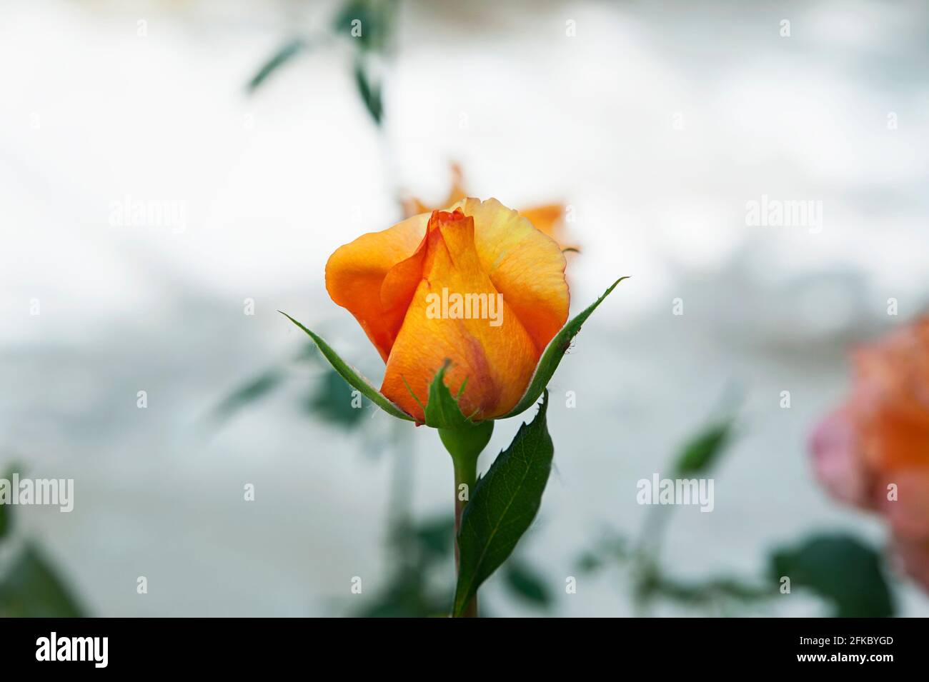 Beautiful fiery orange floribunda rose bud known as Rosa Lady Marmale ...