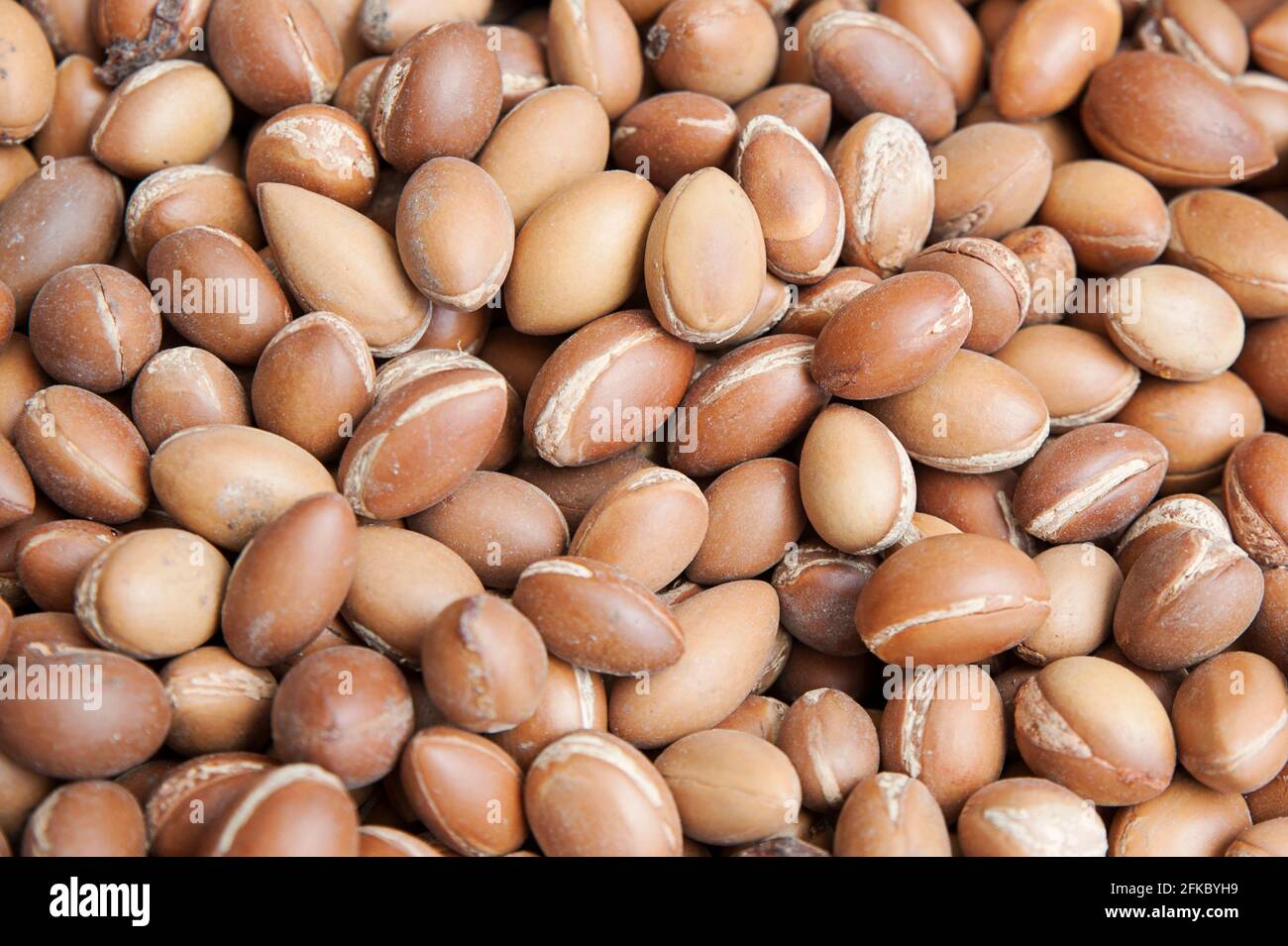 Background shot of argan fruit kernels, the most valued crop of Argania ...
