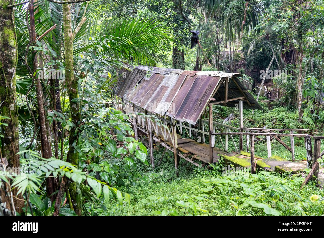 Rainforest walkway peru hi-res stock photography and images - Alamy