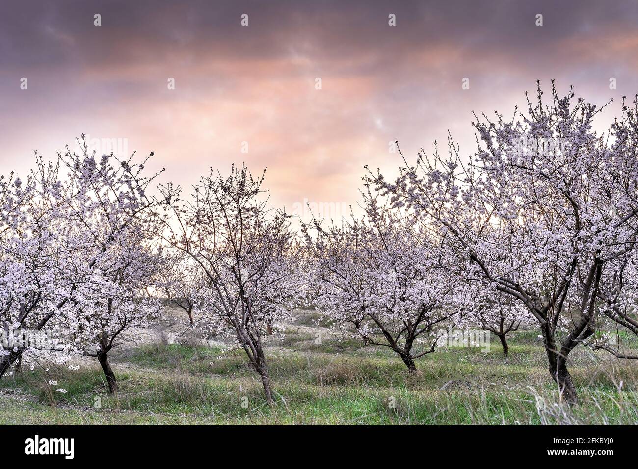 Beautiful blooming orchard at sunset. Natural backdrop for your design ...