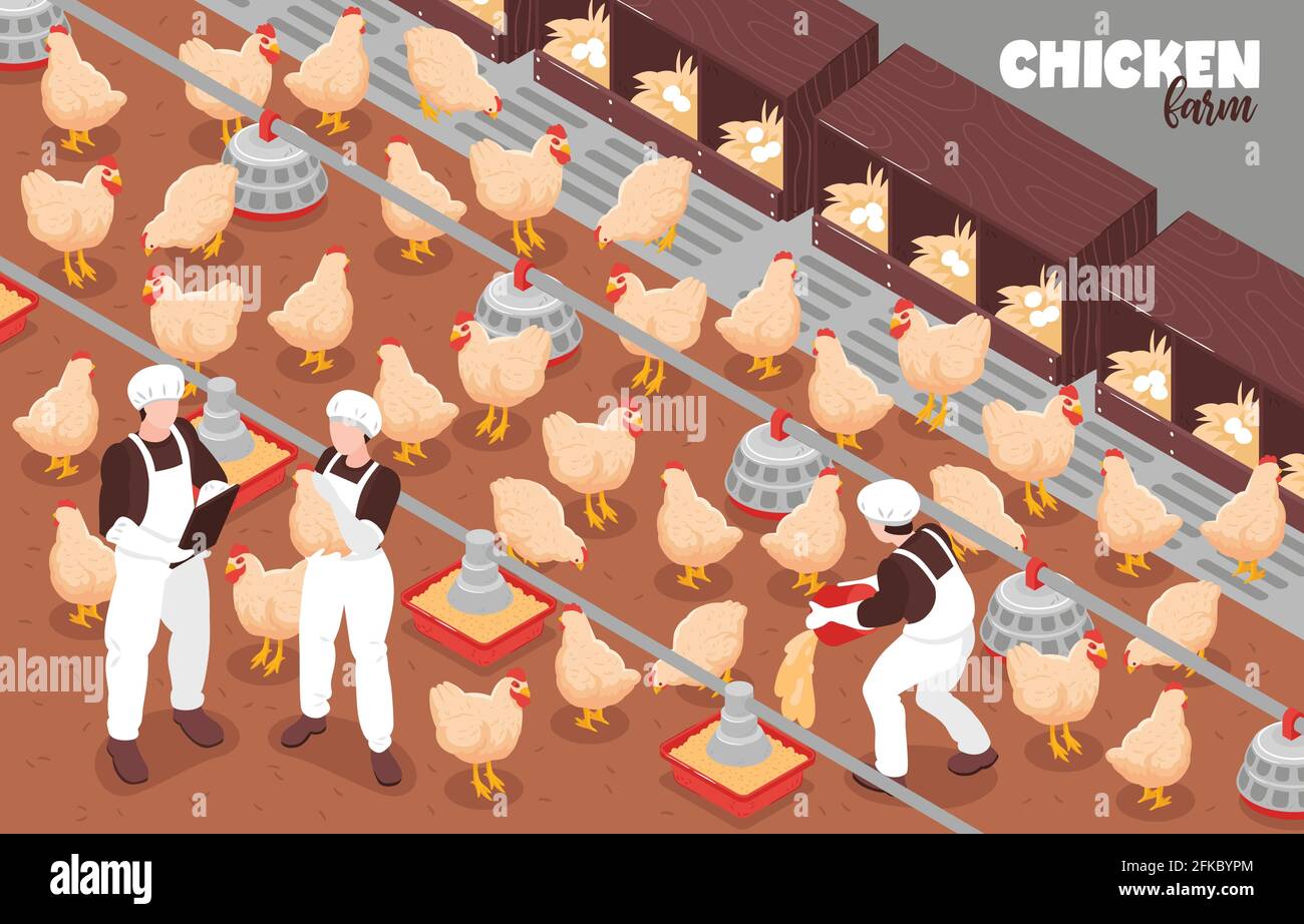 Poultry free run chicken farm production isometric composition with ...