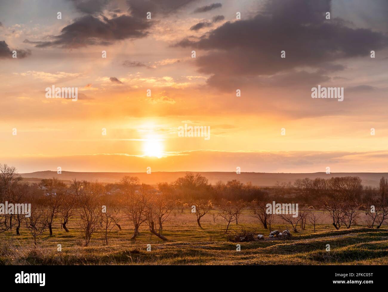 Beautiful blooming orchard at sunset. Natural backdrop for your design ...