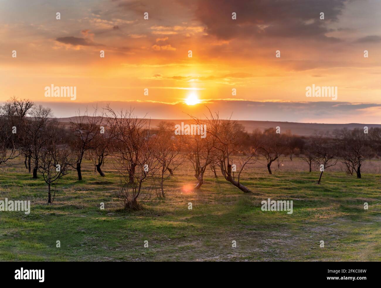 Beautiful blooming orchard at sunset. Natural backdrop for your design ...