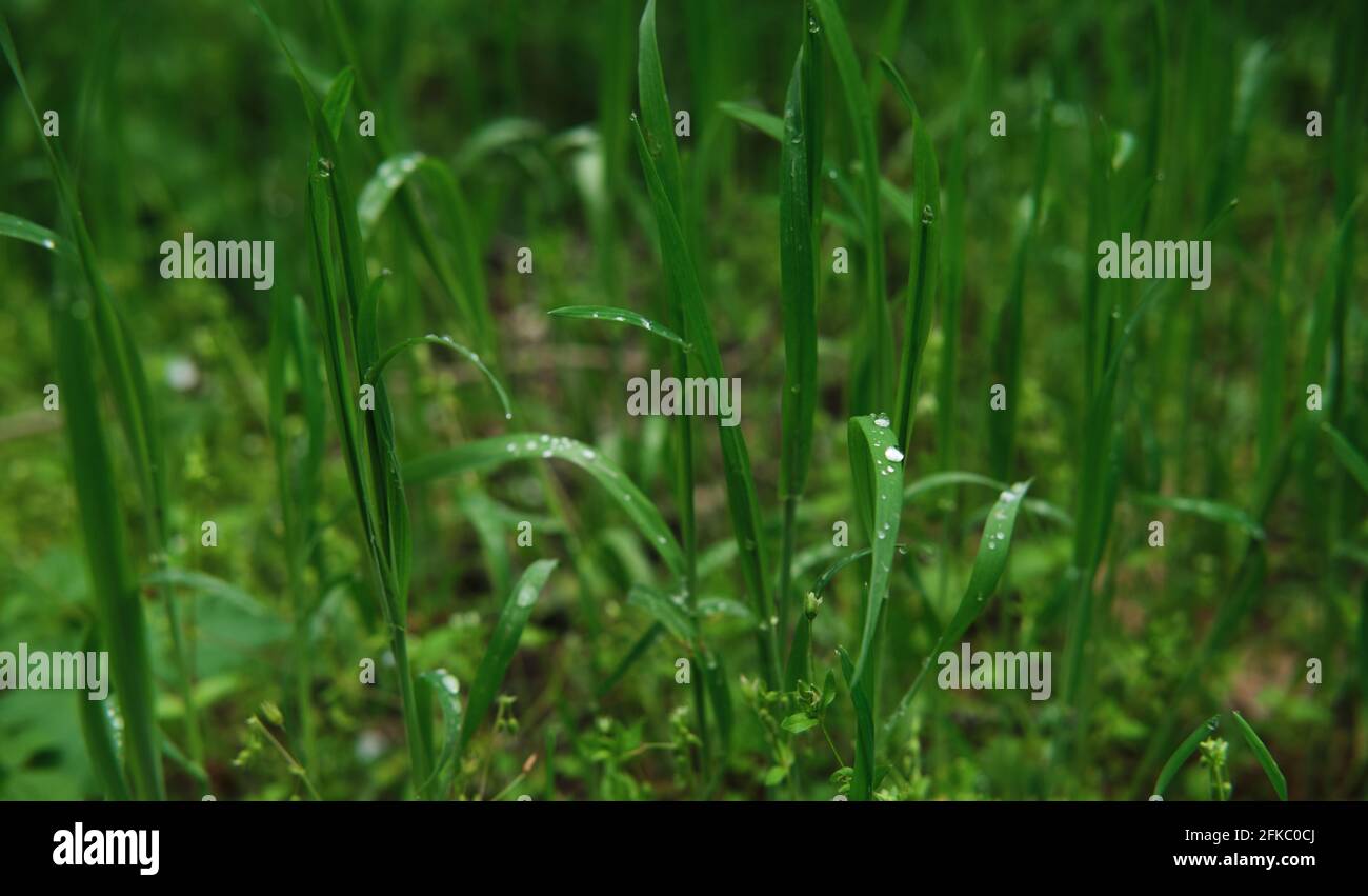Bright green grass with dew drops close up. Macrophotography of wet ...