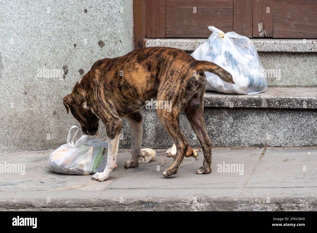 Stray dog garbage hi-res stock photography and images - Alamy